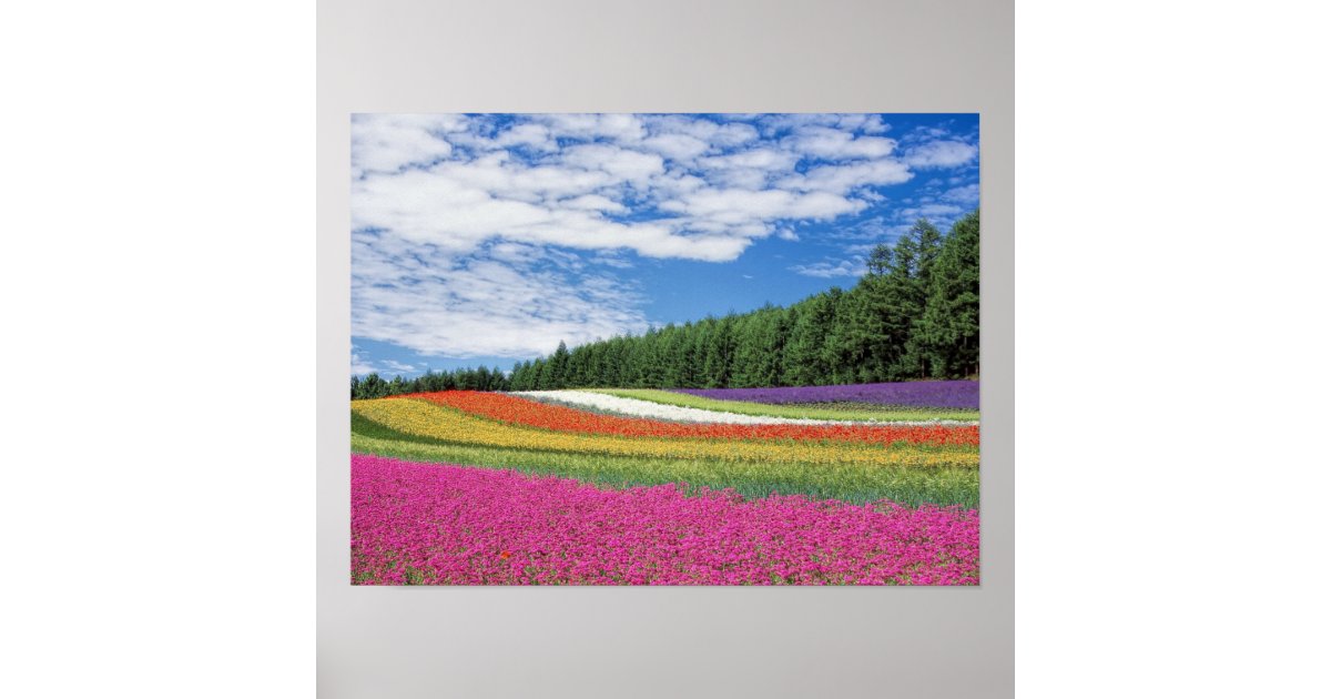 Flower Field Poster | Zazzle