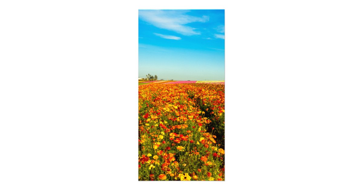 Flower Fields of California Card | Zazzle