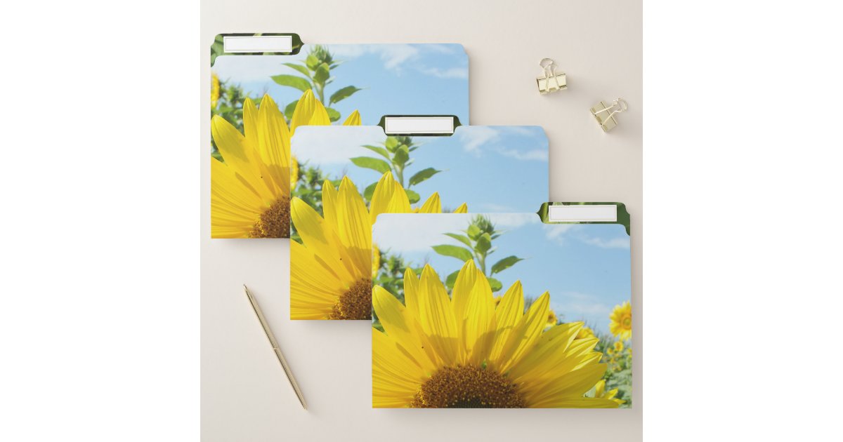 flower, nature, sunflower, summer, blossom, plant, file folder | Zazzle