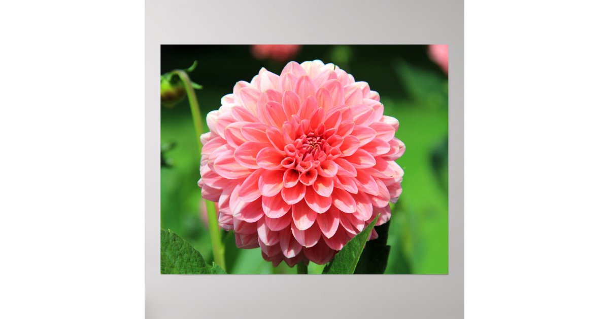 Flower Poster | Zazzle