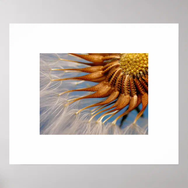 Flower Seed Poster | Zazzle