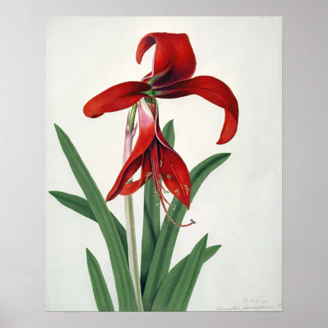 Flower Study, Poster | Zazzle