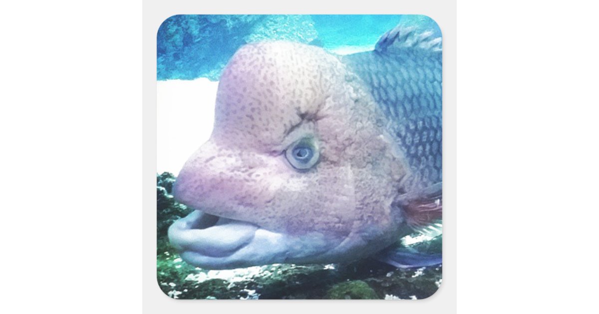 Flowerhorn Cichlid Fish Square Sticker | Zazzle