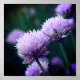 Flowering Purple Scallion Allium Close Up Poster | Zazzle