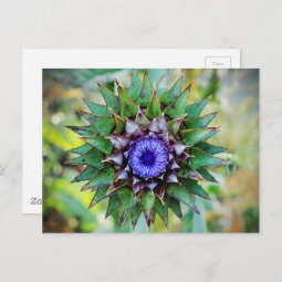 Flowering Scottish Thistle Postcard | Zazzle