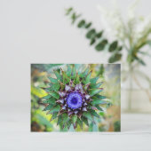 Flowering Scottish Thistle Postcard | Zazzle