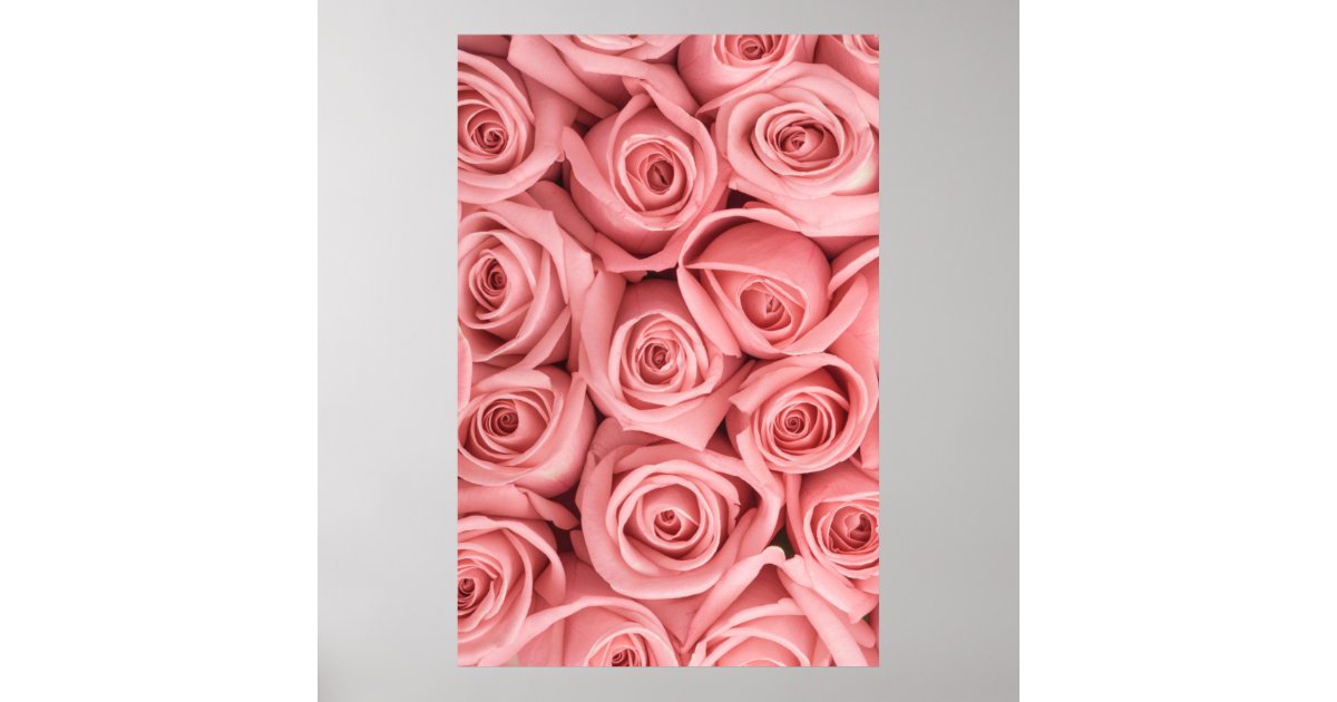 Flowers | Pink Roses Poster | Zazzle
