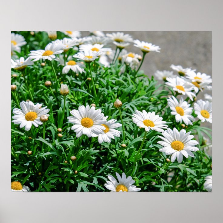 Flowers Poster | Zazzle