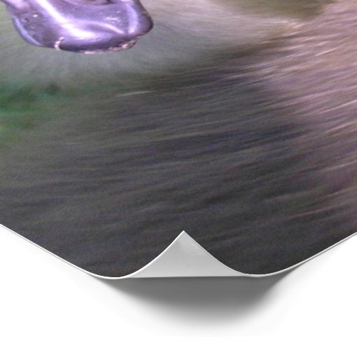 Fluff and Stuff Poster | Zazzle