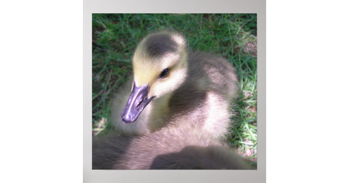 Fluff and Stuff Poster | Zazzle