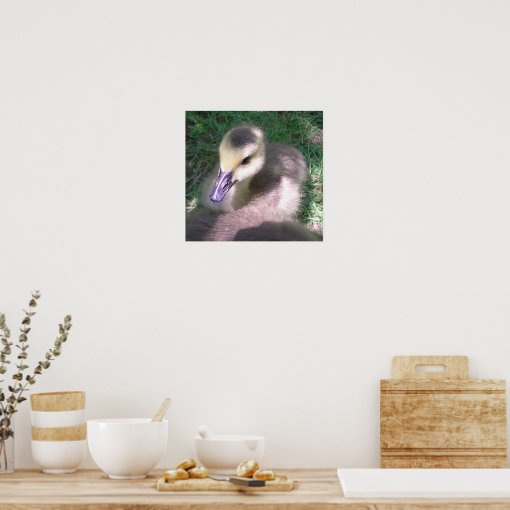 Fluff and Stuff Poster | Zazzle