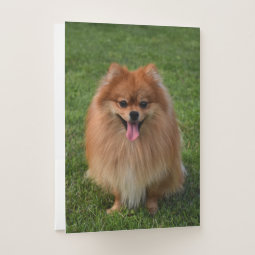 Fluffy Brown Pomeranian Puppy Dog Pocket Folder | Zazzle