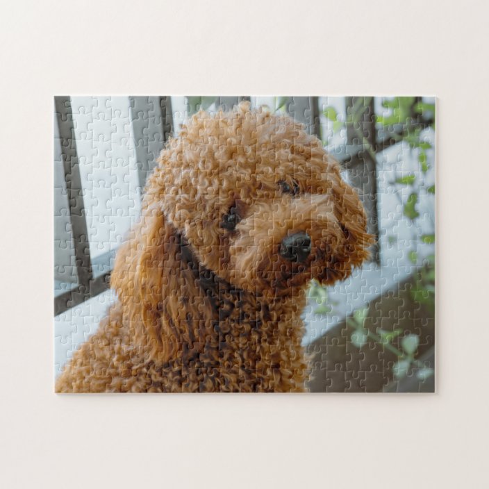 Fluffy Brown Poodle Puppy Dog Jigsaw Puzzle | Zazzle.com