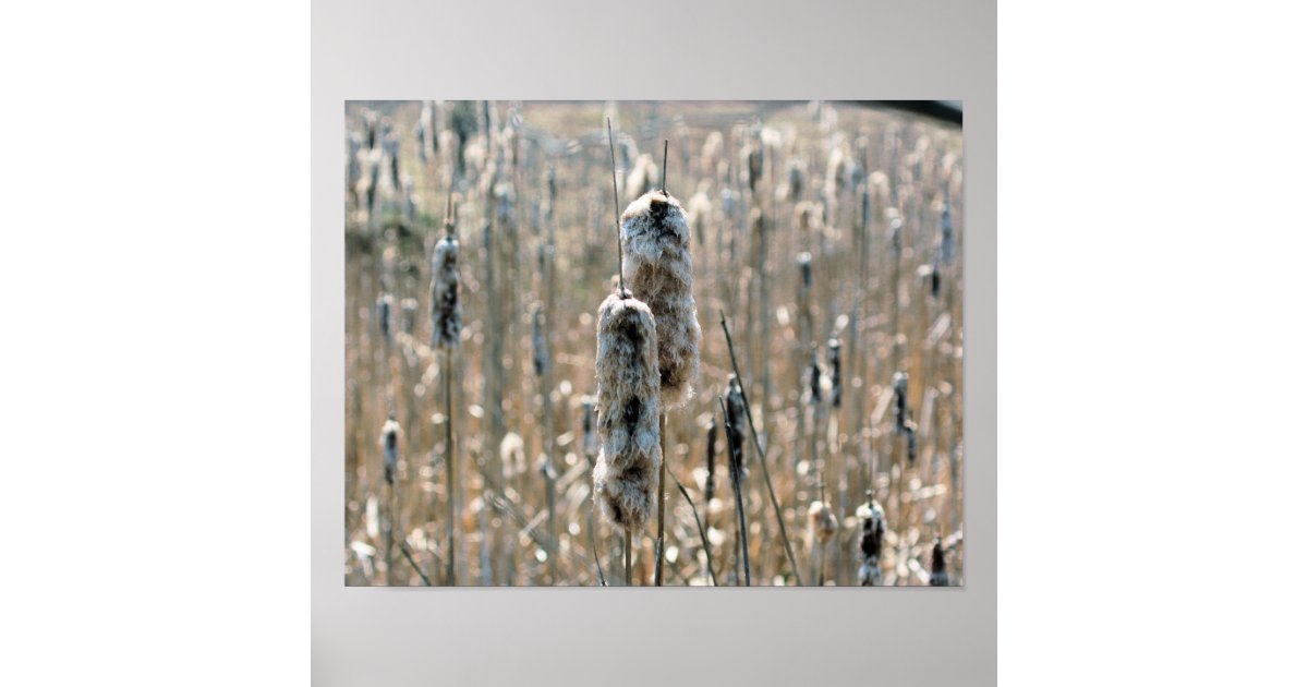 Fluffy Cattails In Spring Nature Poster | Zazzle