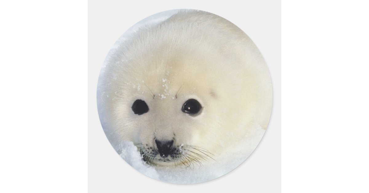Fluffy Harp Seal Pup | Zazzle