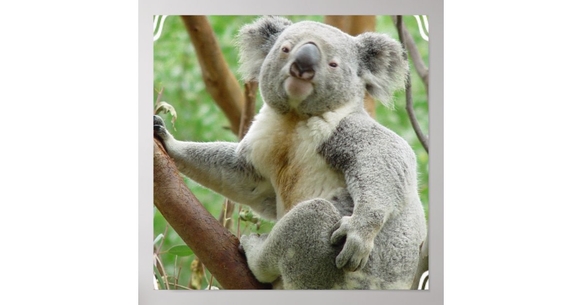 Fluffy Koala Poster | Zazzle