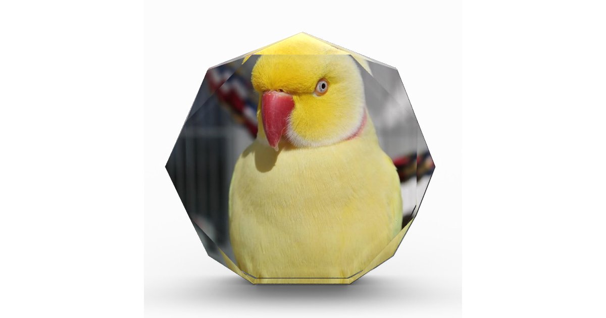 Fluffy Lutino Indian Ringneck Parakeet Award | Zazzle