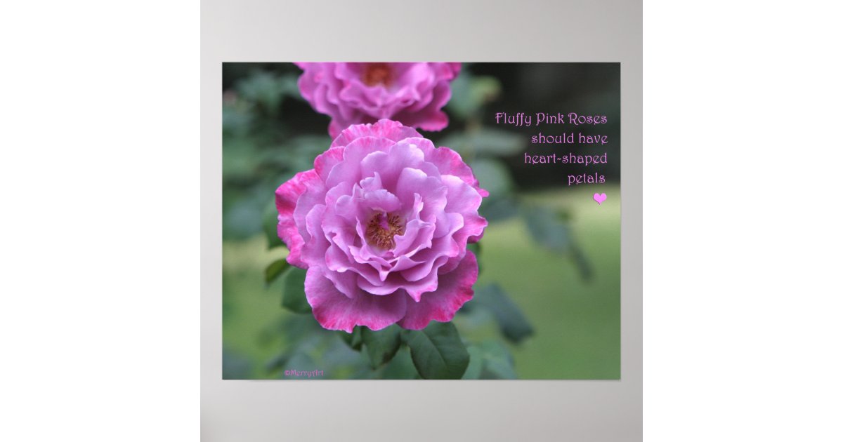 Fluffy Pink Roses Poster: ROSE & PROSE 20x16 Poster | Zazzle