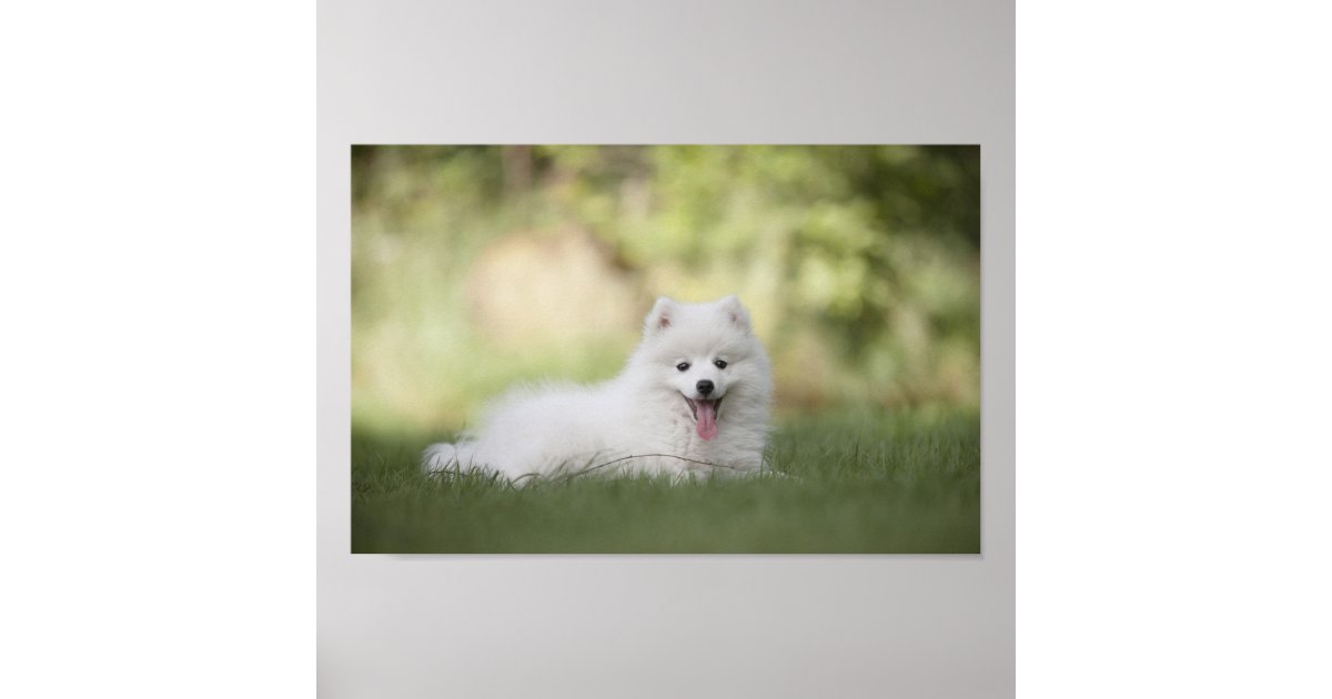Fluffy White Keeshond Puppy Poster | Zazzle