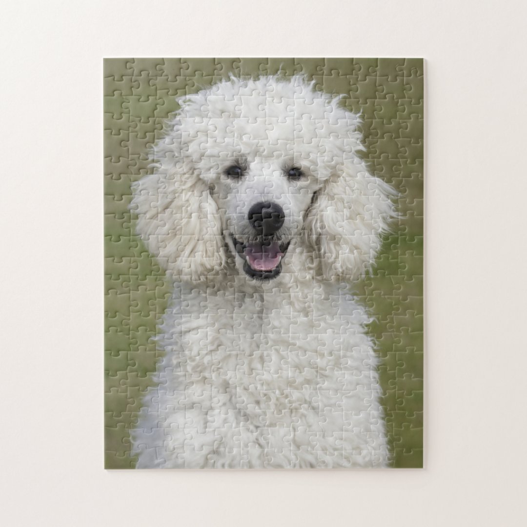 Fluffy White Poodle Puppy Dog Jigsaw Puzzle | Zazzle