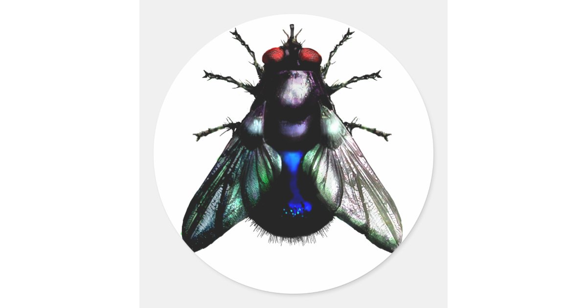 Fly sticker | Zazzle