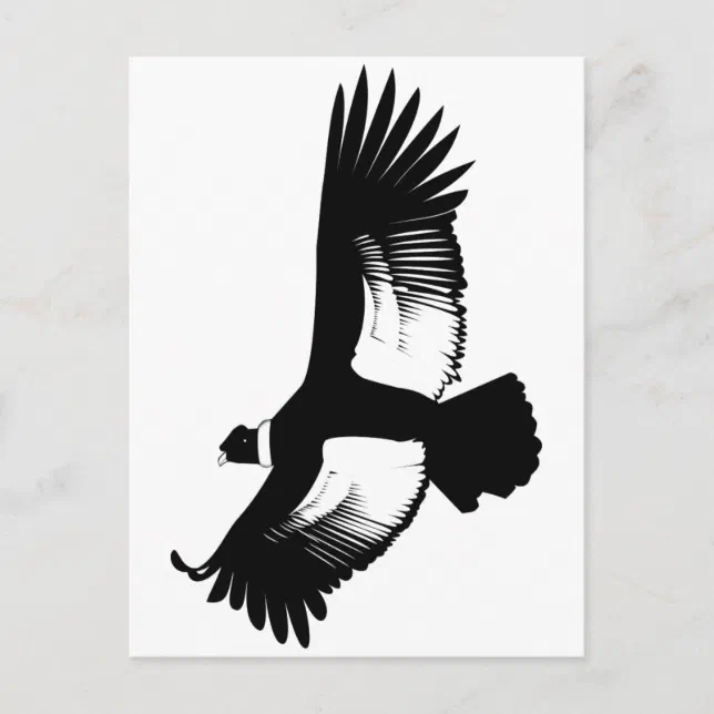 Flying Andean Condor Postcard | Zazzle