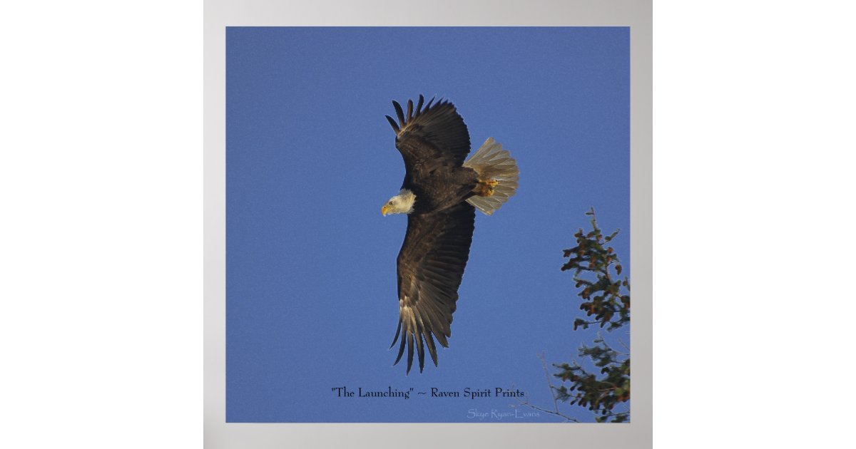 Flying Bald Eagle Wildlife Art Poster | Zazzle