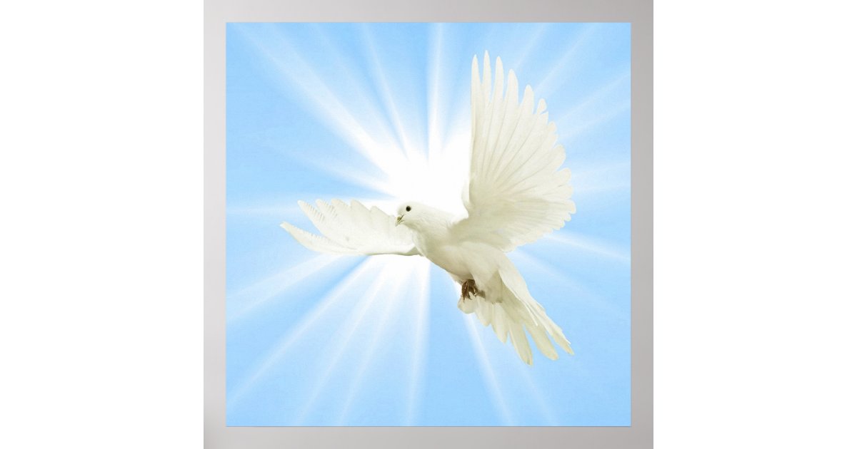 Flying dove poster | Zazzle