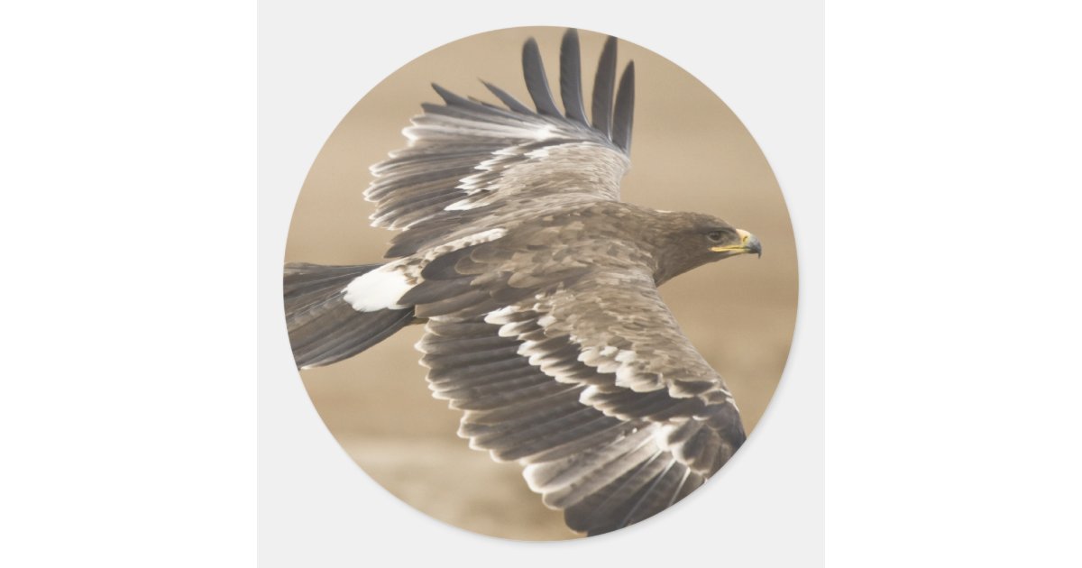 Flying Eagle Bird Sticker | Zazzle
