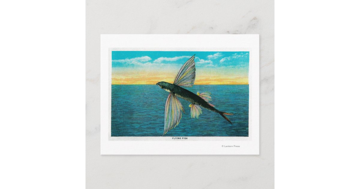 Flying Fish at Catalina Island Postcard | Zazzle