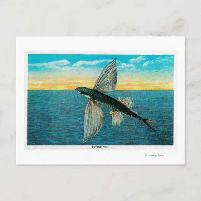 Flying Fish at Catalina Island Postcard | Zazzle