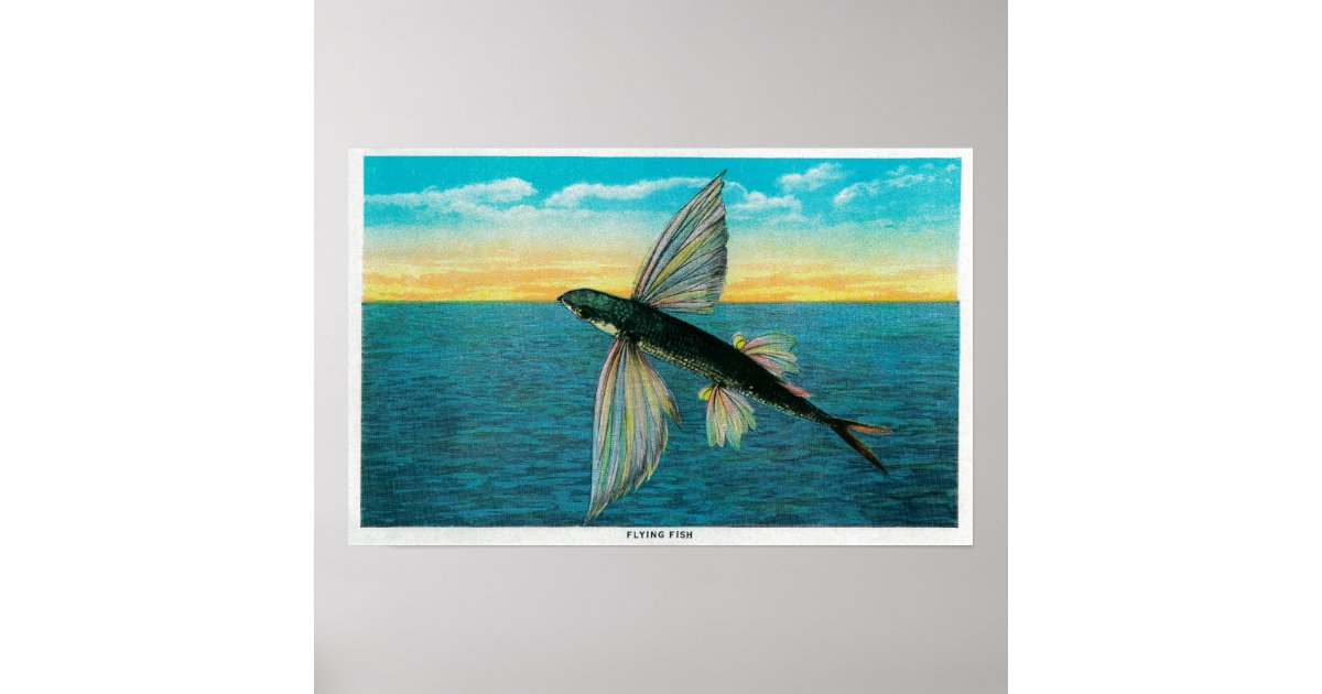 Flying Fish at Catalina Island Poster | Zazzle
