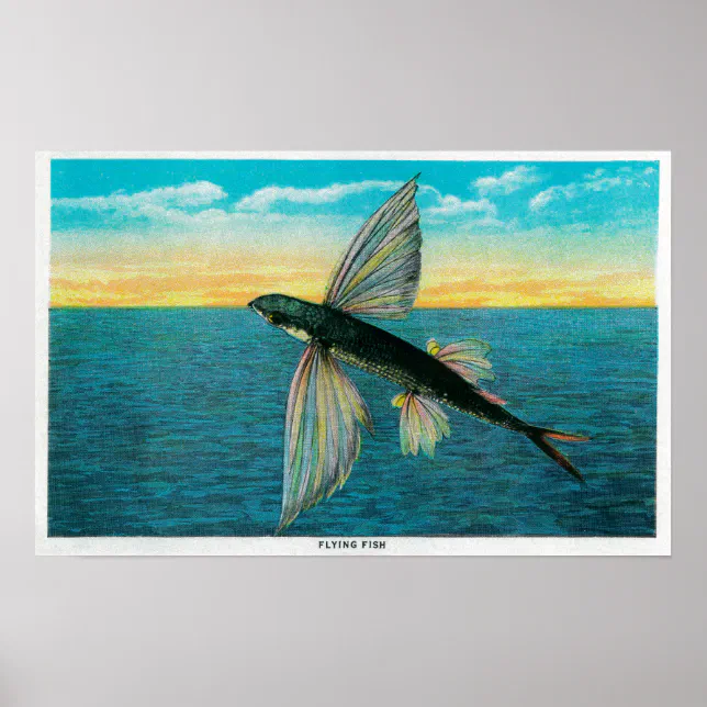 Flying Fish at Catalina Island Poster | Zazzle