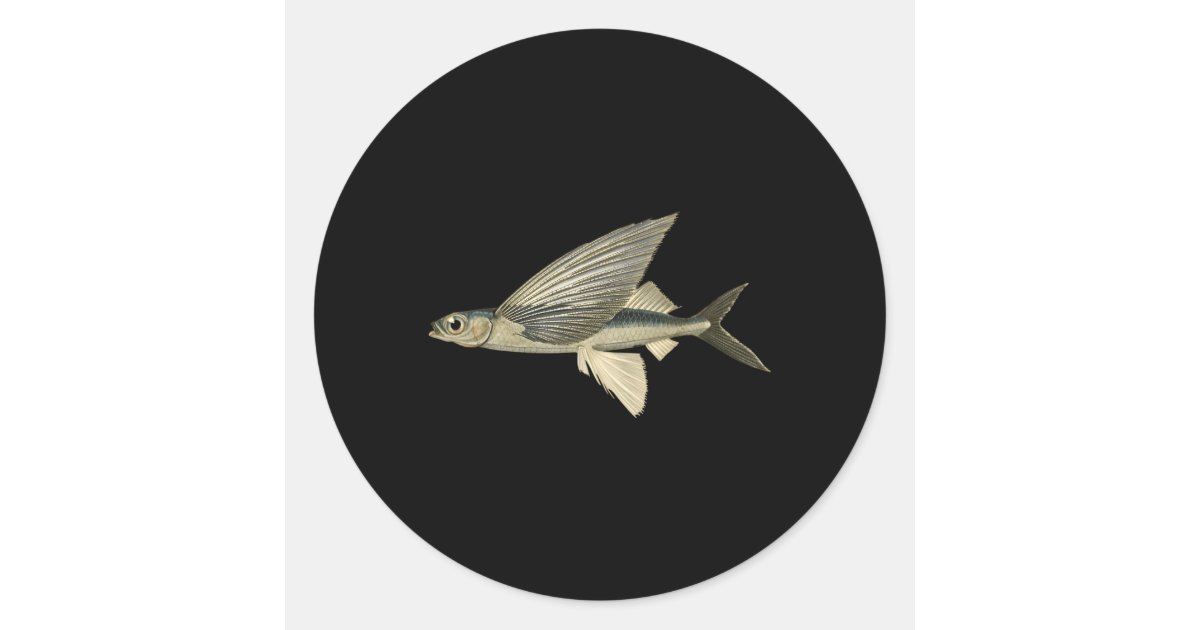 Flying Fish Flying Fish Classic Round Sticker | Zazzle