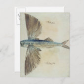 Flying-Fish Postcard | Zazzle