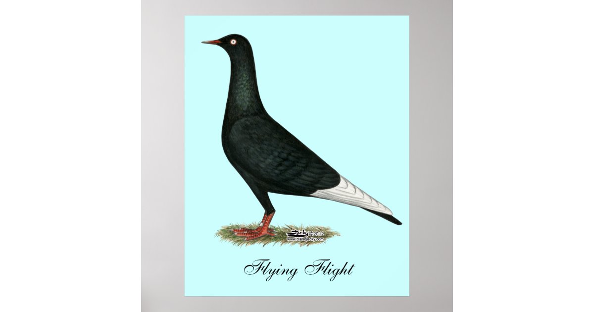 Flying Flight Black Pigeon Poster | Zazzle