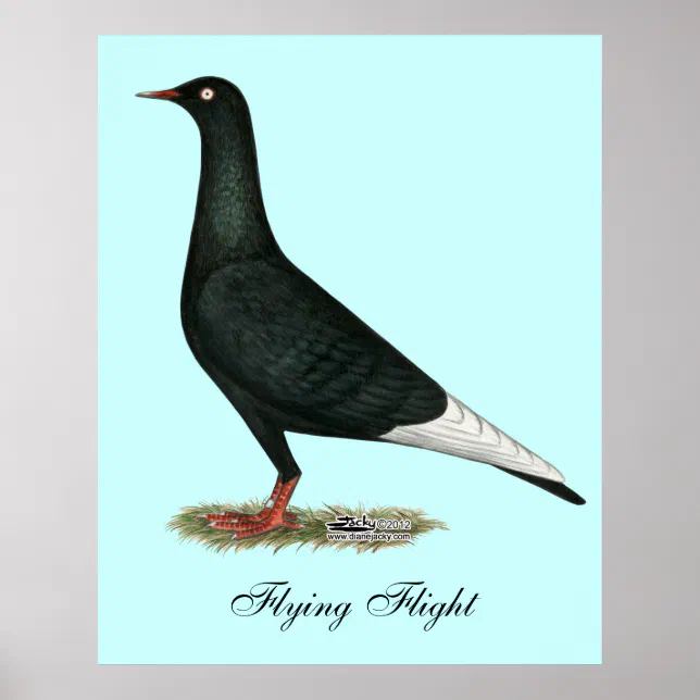 Flying Flight Black Pigeon Poster | Zazzle