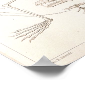 Flying Fox Bat Skeleton Veterinary Anatomy Print | Zazzle