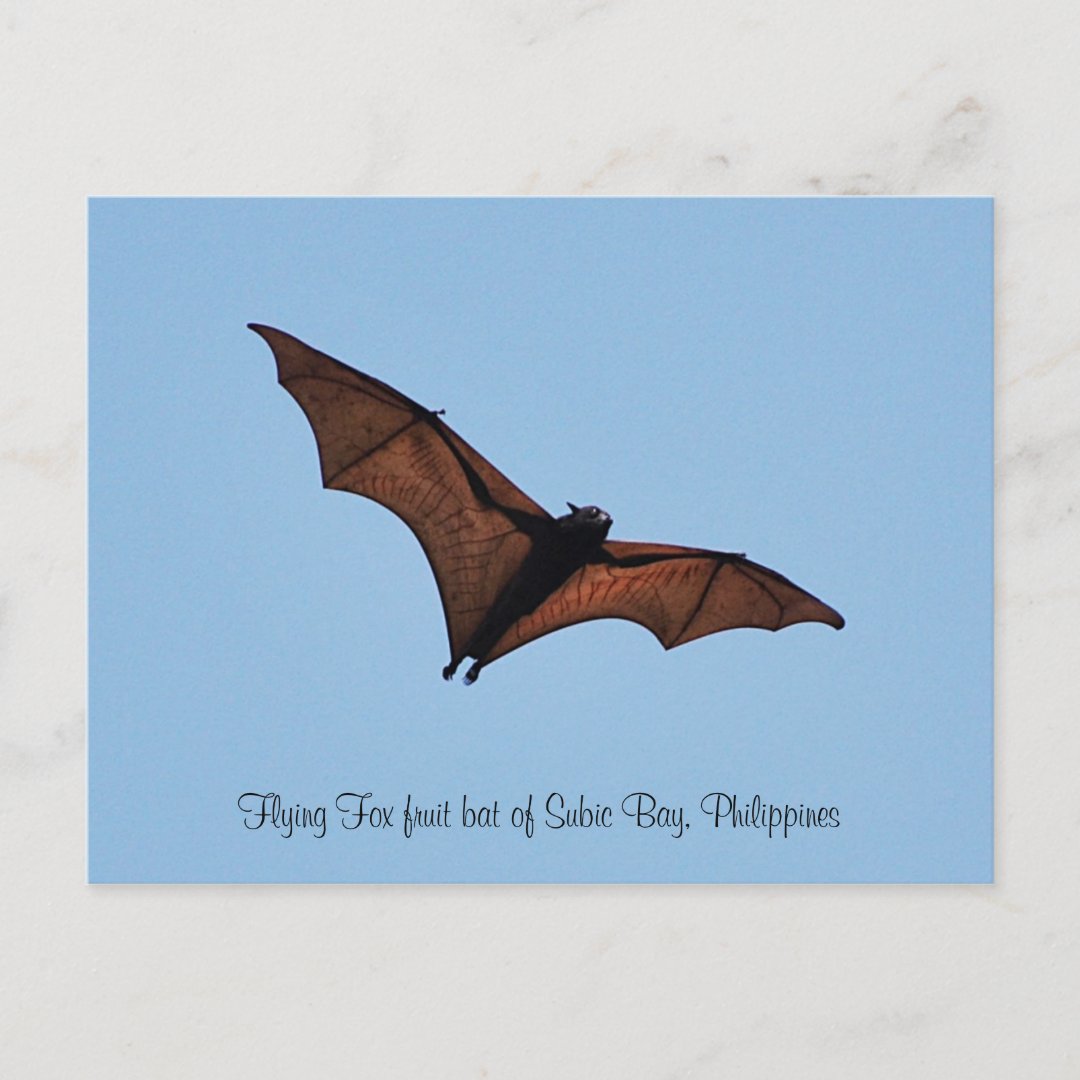 Flying Fox fruit bat of Subic Bay Postcard | Zazzle