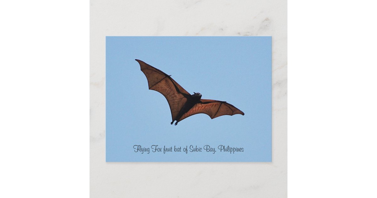 Flying Fox fruit bat of Subic Bay Postcard | Zazzle