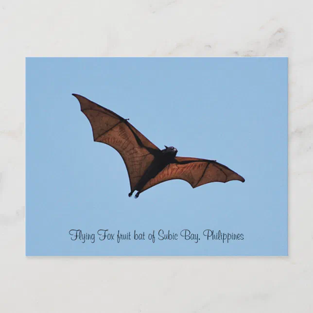 Flying Fox fruit bat of Subic Bay Postcard | Zazzle