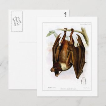 Flying-fox Postcard | Zazzle