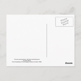 Flying-fox Postcard | Zazzle