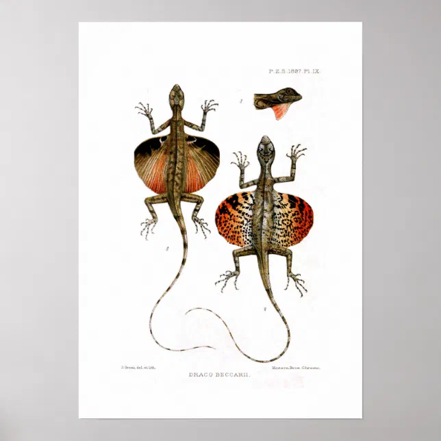 Flying Lizard Poster | Zazzle