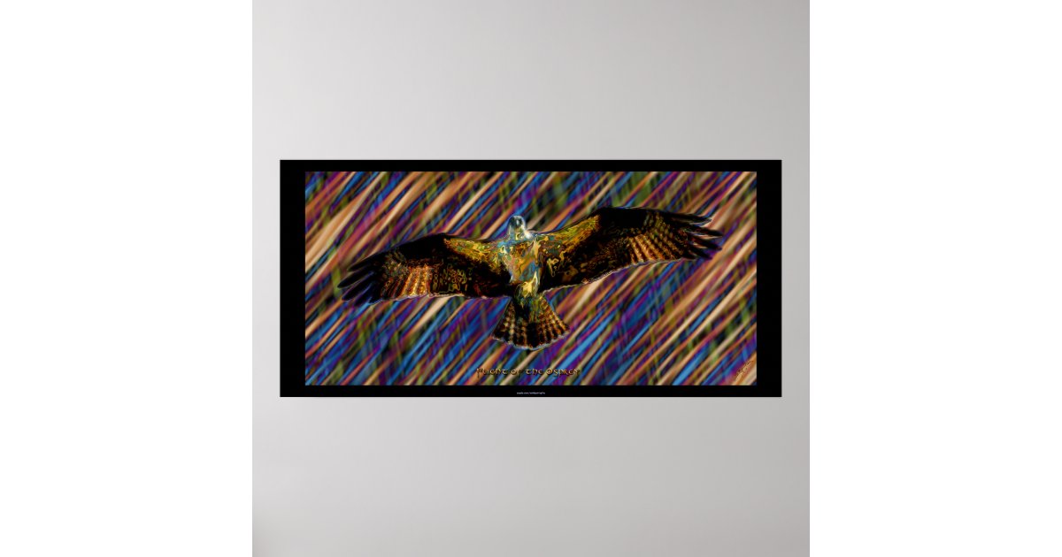 Flying OSPREY Raptor Modern Art Poster | Zazzle