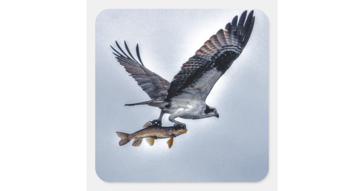 Flying Osprey with Walleye Fish HDR Photo Square Sticker | Zazzle