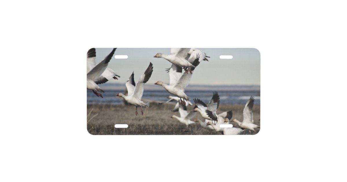 Flying Snow Geese License Plate | Zazzle