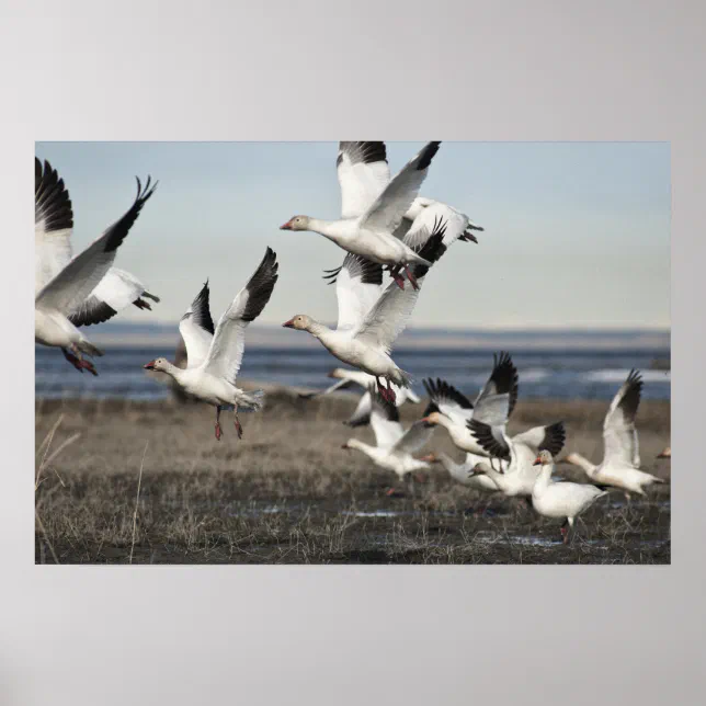 Flying Snow Geese Poster | Zazzle