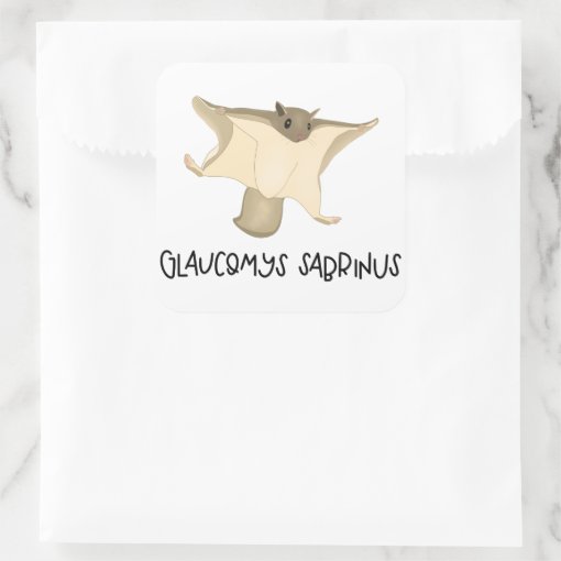 Flying squirrel sticker | Zazzle