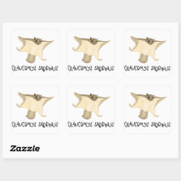 Flying squirrel sticker | Zazzle